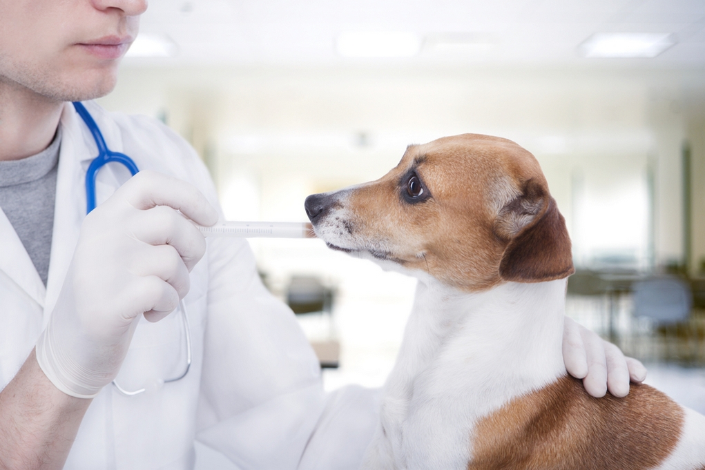 A Vet’s Guide to Dewormer for Dogs: The How, What, Why and When