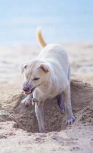 Why Do Dogs Dig and How to Stop a Dog from Digging Long-term