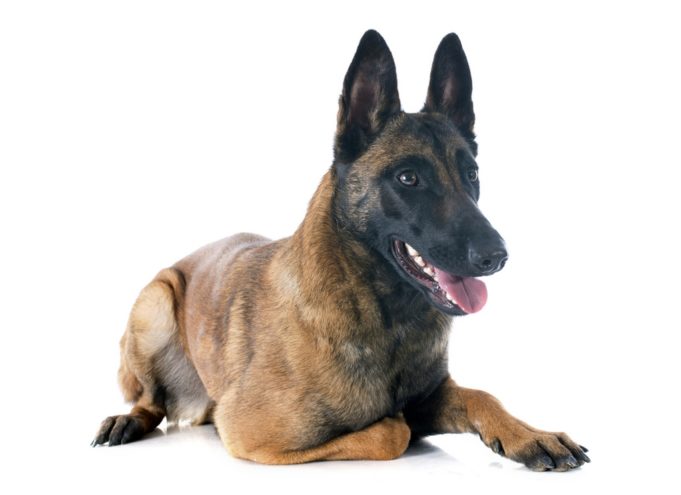 25 Escape Artist Dog Breeds That Are Good at Running Away