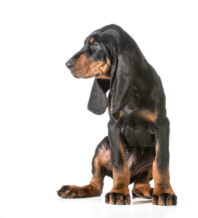 25 Escape Artist Dog Breeds That Are Good at Running Away