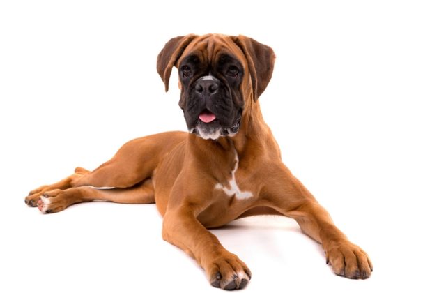 25 Escape Artist Dog Breeds That Are Good at Running Away