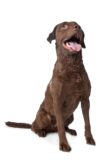 25 Escape Artist Dog Breeds That Are Good at Running Away