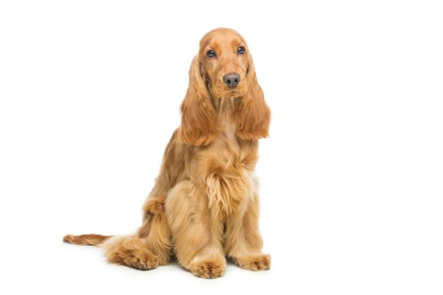 25 Escape Artist Dog Breeds That Are Good at Running Away