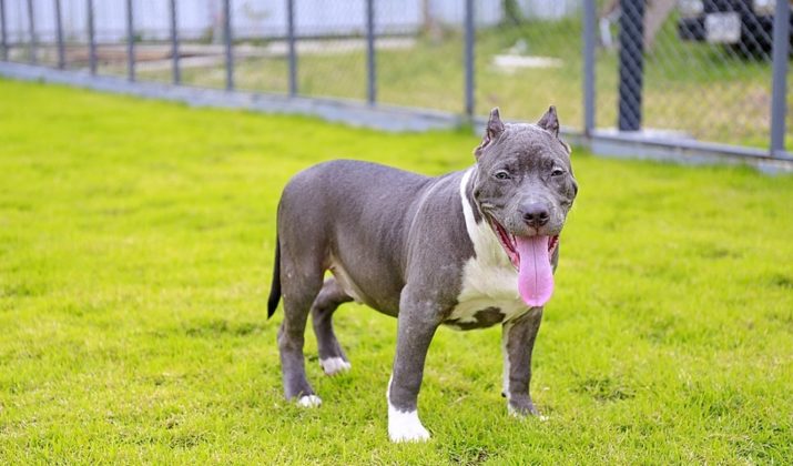 25 Escape Artist Dog Breeds That Are Good at Running Away