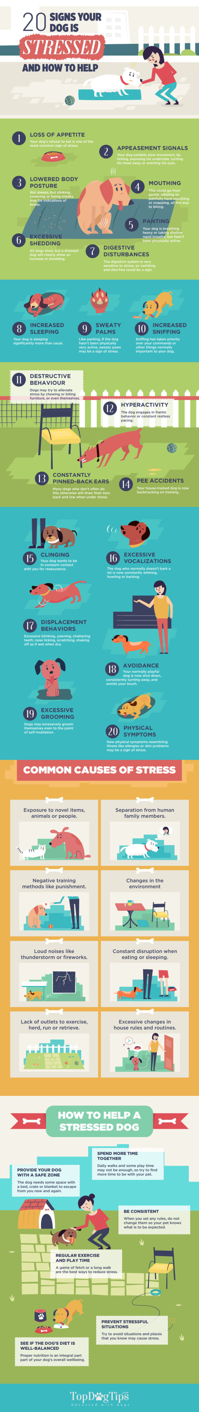 20 Signs a Dog is Stressed (Based on Science) – Top Dog Tips