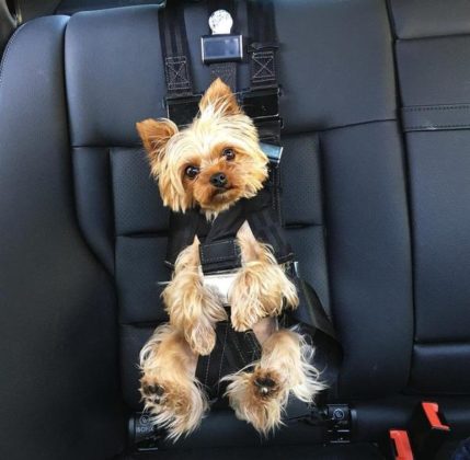 The 3 Safest Crash Tested Dog Harness for Car Brands of 2020