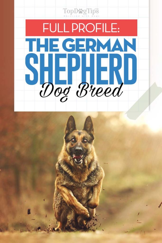 German Shepherd Dog Breed Profile – Top Dog Tips