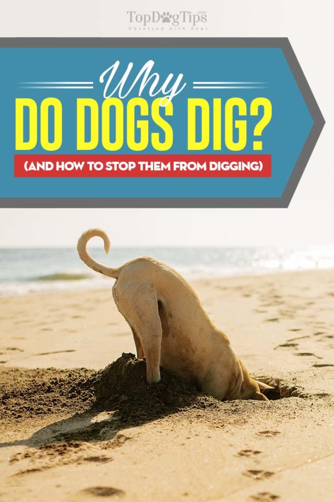 Why Do Dogs Dig and How to Stop a Dog from Digging Long-term