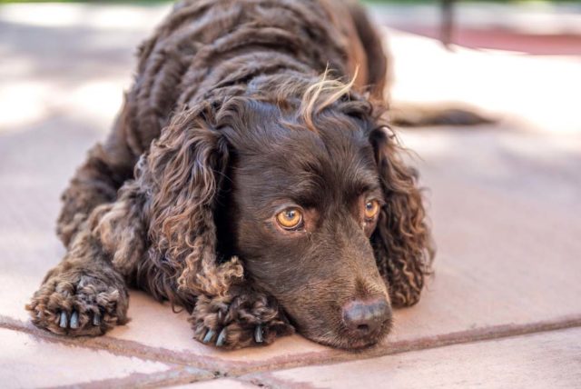 20 Best Swimming Dogs That Love to Swim and Are Good at It