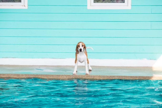 20 Best Swimming Dogs That Love to Swim and Are Good at It