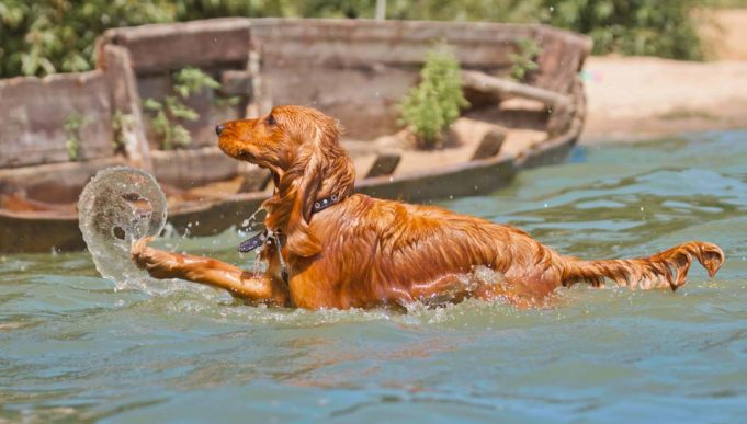 20 Best Swimming Dogs That Love to Swim and Are Good at It