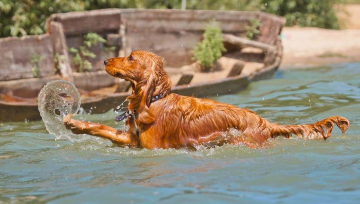 20 Best Swimming Dogs That Love to Swim and Are Good at It