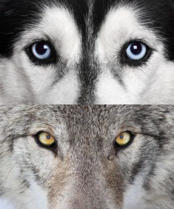 Dogs and Wolves: 10 Key Differences That Separates These Species