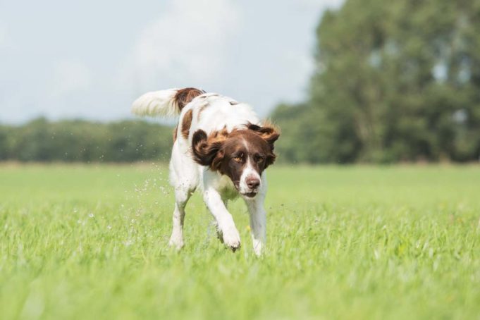 20 Best Swimming Dogs That Love to Swim and Are Good at It