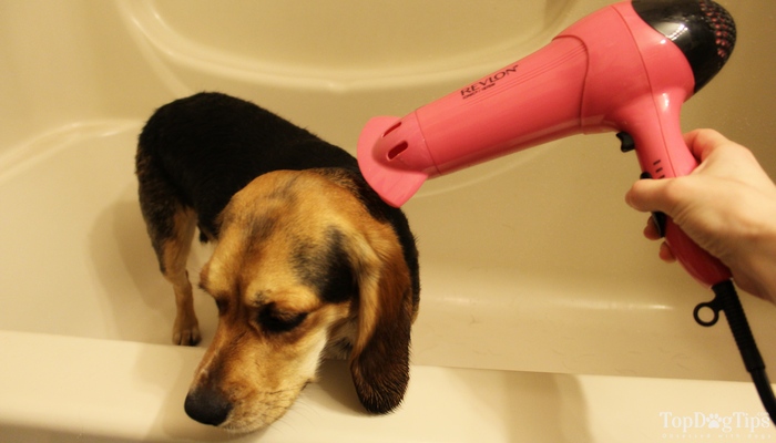 How to Dry a Dog After Bathing (Using Pet Towel, Hairdryer or Pet Dryer)