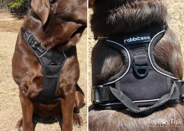 3 Types Of Dog Harnesses Compared Front Vs Back Vs Multi Clip Dual