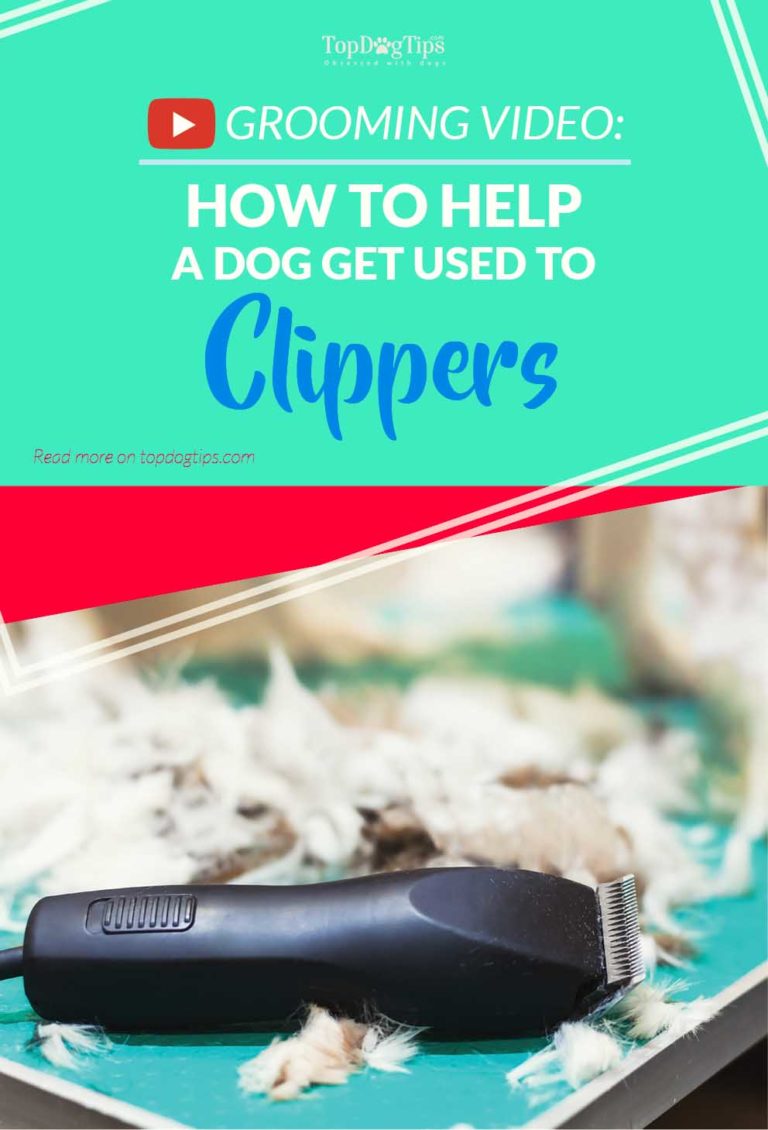 How to Help Your Dog Get Used to Pet Clippers (And Alternative Options)