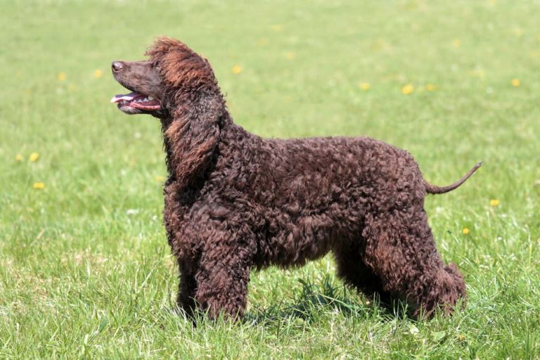 20 Best Swimming Dogs That Love to Swim and Are Good at It