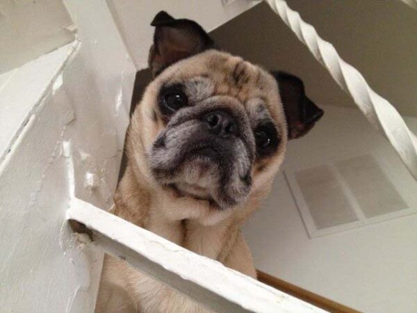 Old Dog's Apology for Howling Wins the Internet's Heart – Top Dog Tips