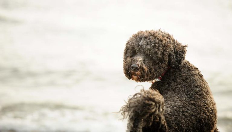 20 Best Swimming Dogs That Love to Swim and Are Good at It