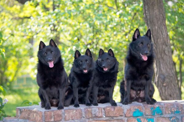 Top 5 Non-Sporting Dog Breeds – Top Dog Tips