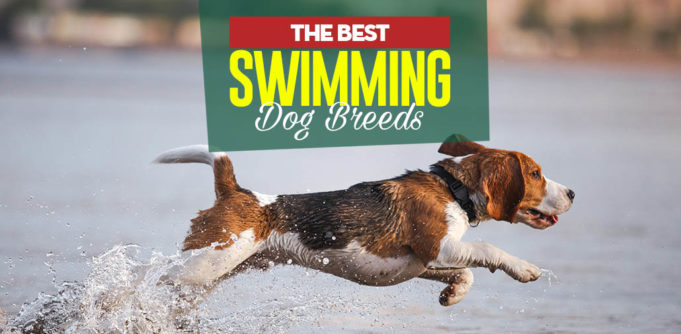 20 Best Swimming Dogs That Love to Swim and Are Good at It