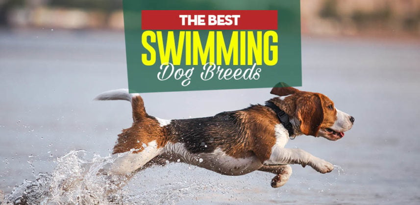 20 Best Swimming Dogs That Love to Swim and Are Good at It