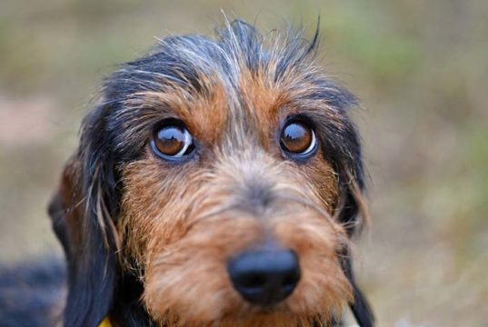 Why Is My Dog So Cute? Science Explained! – Top Dog Tips