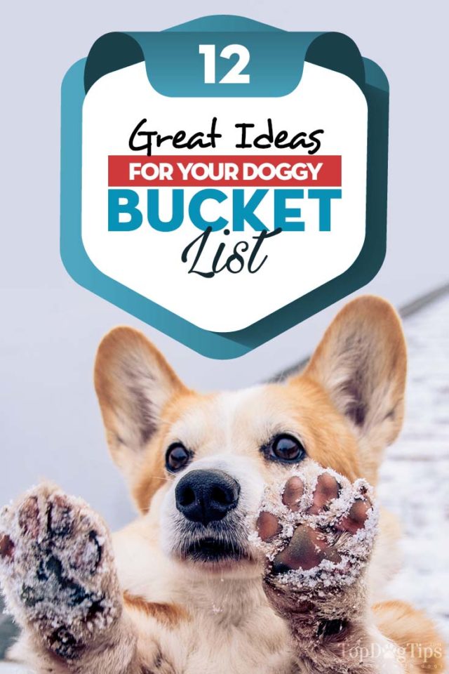 12 Great Ideas for Your Dog Bucket List – Top Dog Tips