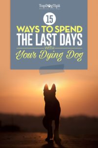 15 Ways to Spend Last Days With Your Dying Dog & Minimize the Pain