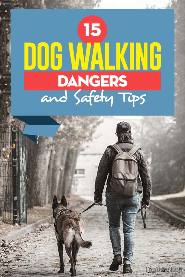 15 Dog Walking Dangers and Safety Tips All Pet Owners Must Know
