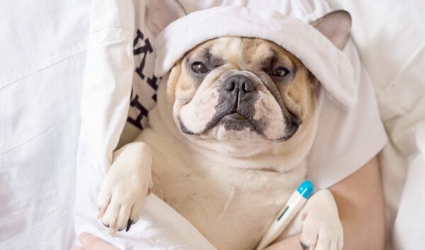 How To Cure Fever in Dogs? – Top Dog Tips