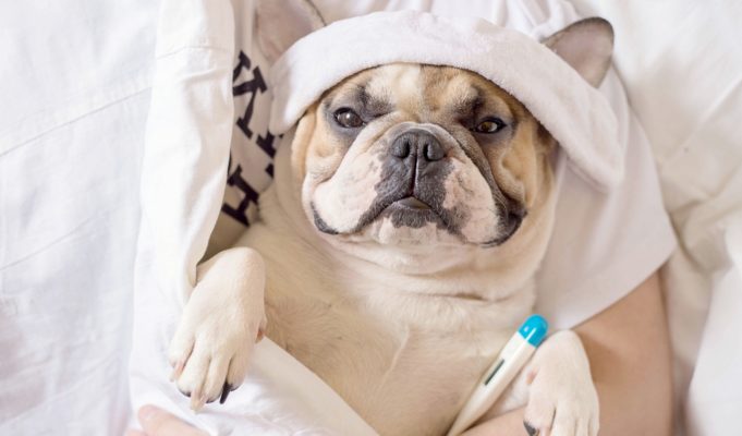 How To Cure Fever in Dogs? – Top Dog Tips