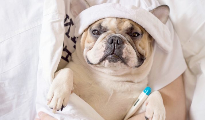 How To Cure Fever in Dogs? – Top Dog Tips