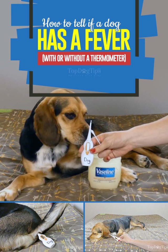 How to Tell If a Dog Has a Fever (the most accurate way)