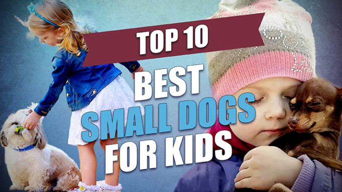 35 Best Medium and Small Dogs for Kids – Top Dog Tips
