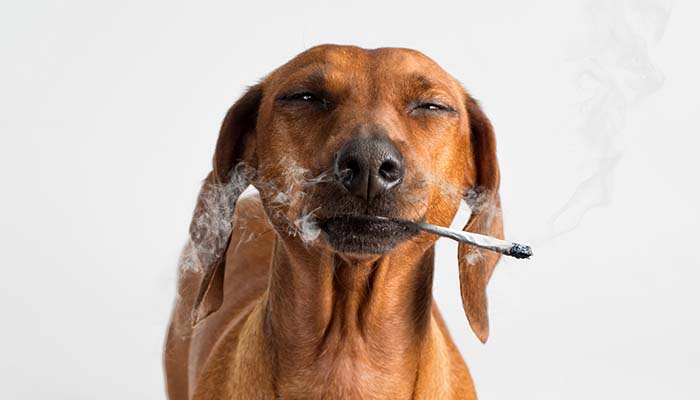 7 Common Dog Habits to Curb Early – Top Dog Tips