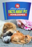15 Sad Facts About Homeless Pets in 2020 (And How You Can Help)