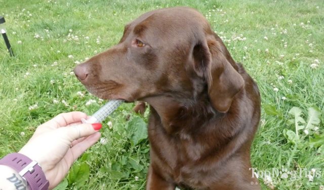 What to Do if Your Dog Eats Chocolate (Home Remedy and Guide)