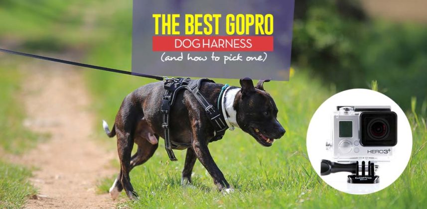 The 3 Best GoPro Dog Harness Choices and How to Pick One Yourself