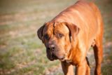 15 Most Popular Fighting Dog Breeds – Top Dog Tips