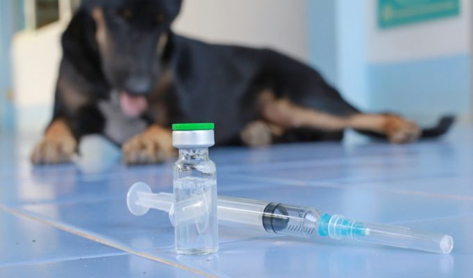 How to Give a Puppy a Shot Safely (and what you must know beforehand)