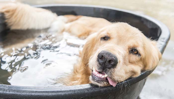 How to Cool Down a Dog: 12 Effective Ways and 5 Dangerous Ones