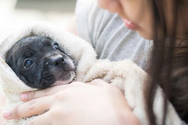18 Signs You're Definitely Obsessed With Your Dog – Top Dog Tips