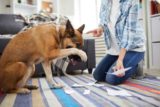Returning Dog to Shelter: 5 Things to Consider Before You Actually Do It