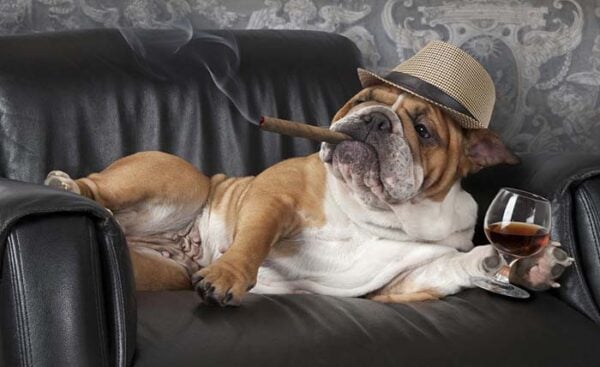 13 Things Dogs Can Sense About You – Top Dog Tips