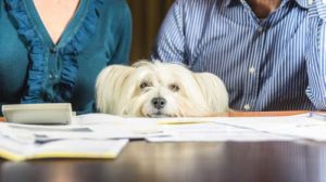 Returning Dog to Shelter: 5 Things to Consider Before You Actually Do It
