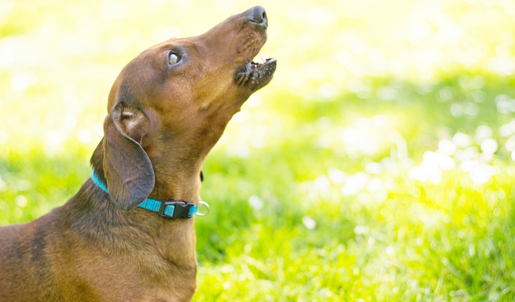 How To Make A Dog Howl On Command Top Dog Tips How To Make A Dog Howl On Command Top Dog Tips