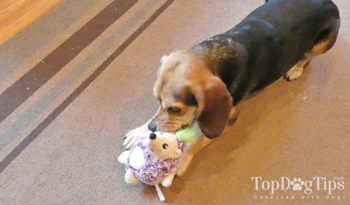 Pug Box Dog Subscription Box Review - Is It Worth the Price Tag?