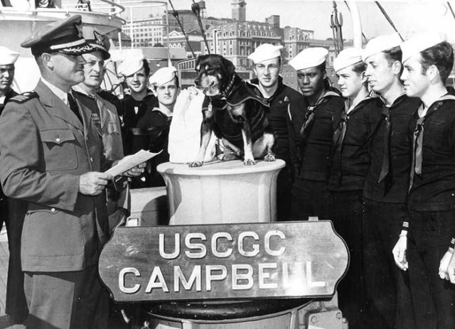10 Most Famous Dogs in History (and Their Stories Worth Telling)